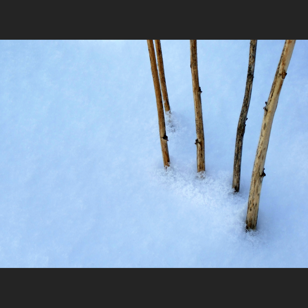 Sticks’n Snow – Biz Hertzberg Photography